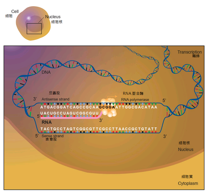 臺灣人體生物資料庫 官方網站